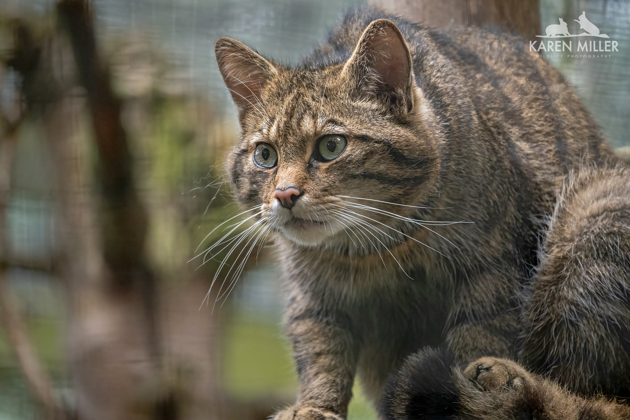 Intro To Wildlife: Highland Wildlife Park, Kincraig – Shutter Trails